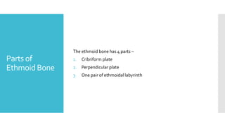Skeletal System:- Neurocranium - Ethmoid bone | PPT