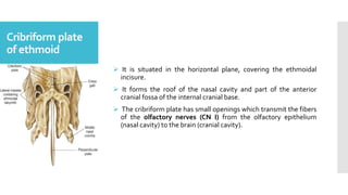 Skeletal System:- Neurocranium - Ethmoid bone | PPT