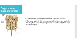 Skeletal System:- Neurocranium - Ethmoid bone | PPT