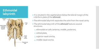 Skeletal System:- Neurocranium - Ethmoid bone | PPT