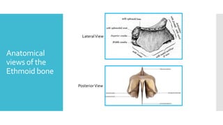 Skeletal System:- Neurocranium - Ethmoid bone | PPT