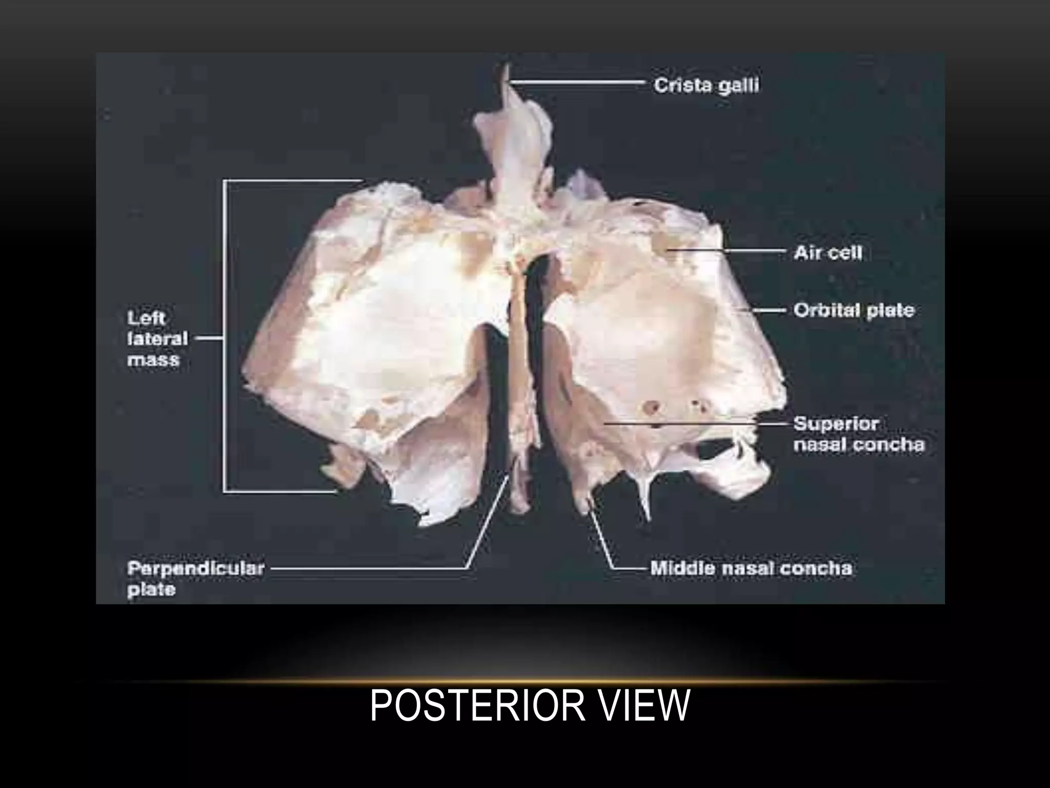 Ethmoid bone anatomy | PPTX