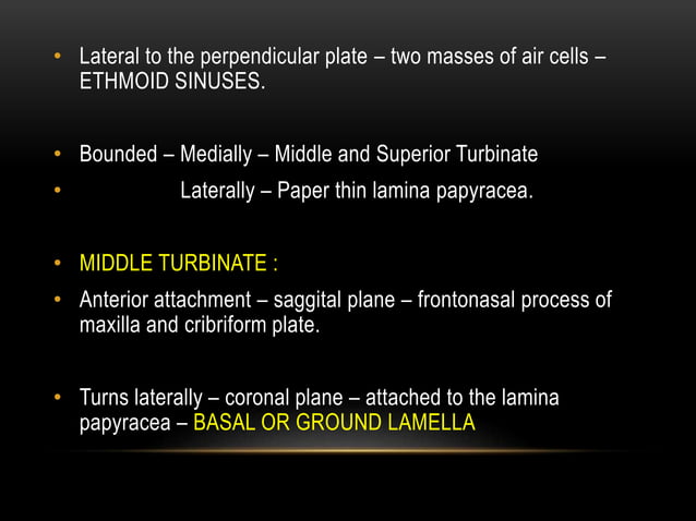 Ethmoid bone anatomy | PPTX | Ear, Nose and Throat Conditions ...