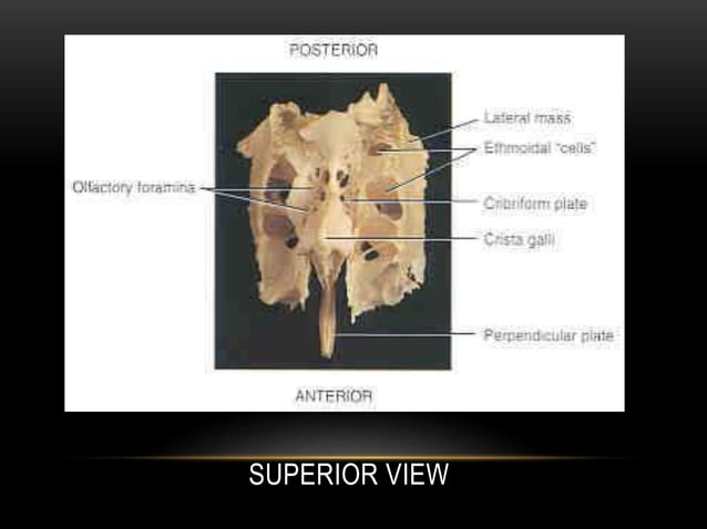 Ethmoid bone anatomy | PPTX | Ear, Nose and Throat Conditions ...