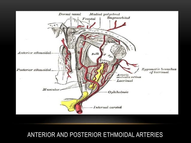 Ethmoid bone anatomy | PPTX | Ear, Nose and Throat Conditions ...