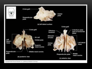 Ethmoid bone anatomy | PPTX