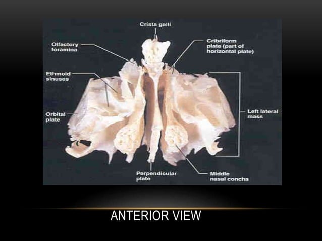 Ethmoid bone anatomy | PPTX | Ear, Nose and Throat Conditions ...