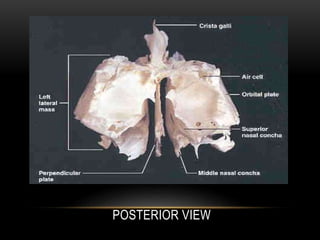 Ethmoid bone anatomy | PPTX