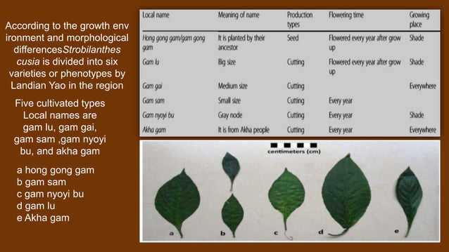 Ethnobotany and ethnopharmacology | PPTX | Herbs and Supplements ...