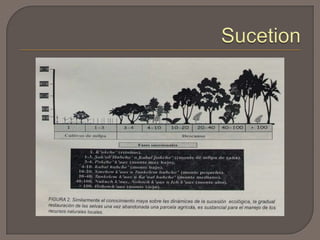Ethnoecology of Yucatec Mayas | PPTX