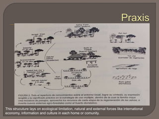 Ethnoecology of Yucatec Mayas | PPTX