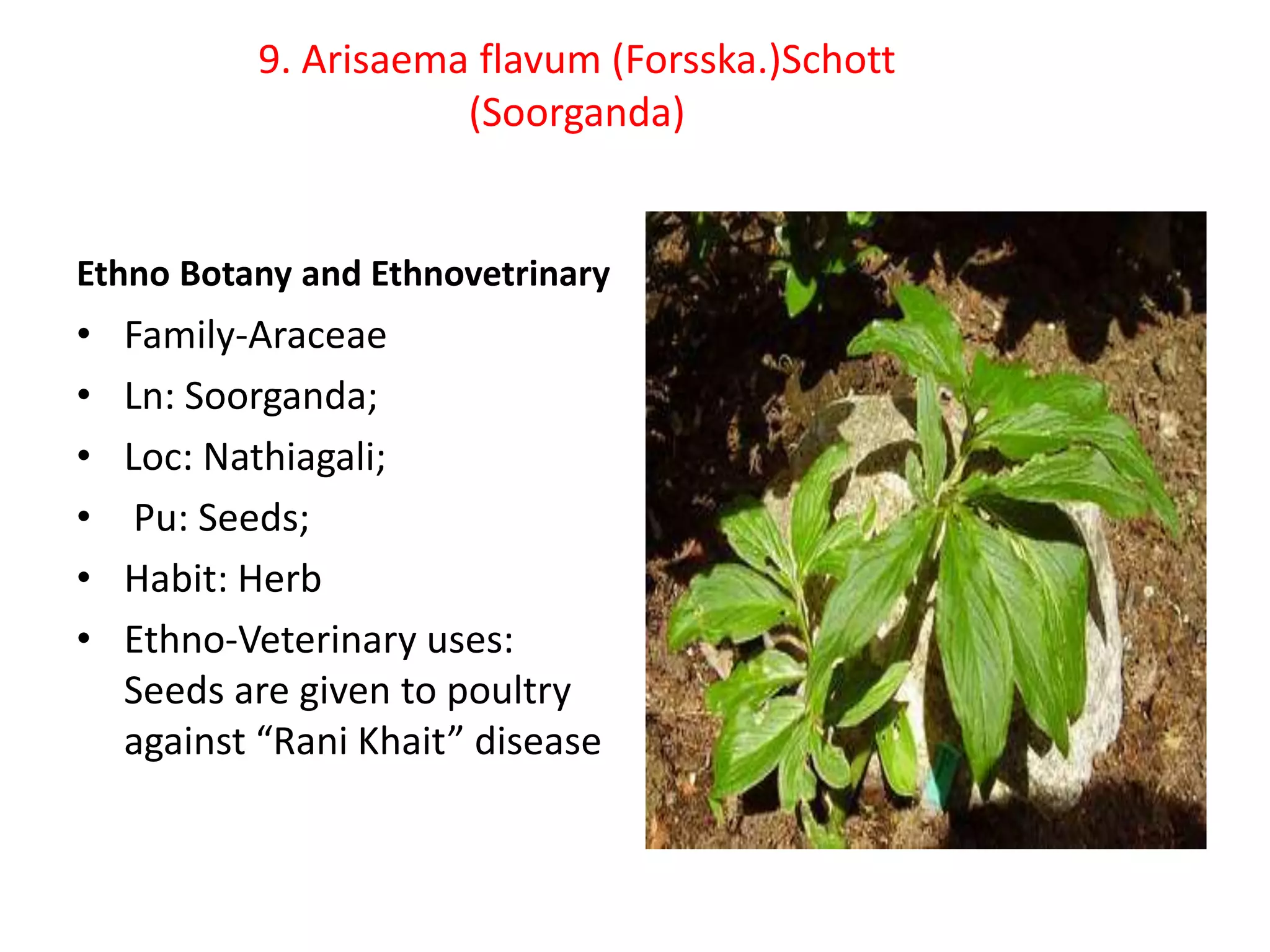 Ethno veternary medicinal plants A Lecture By Mr Allah Dad Khan | PPTX