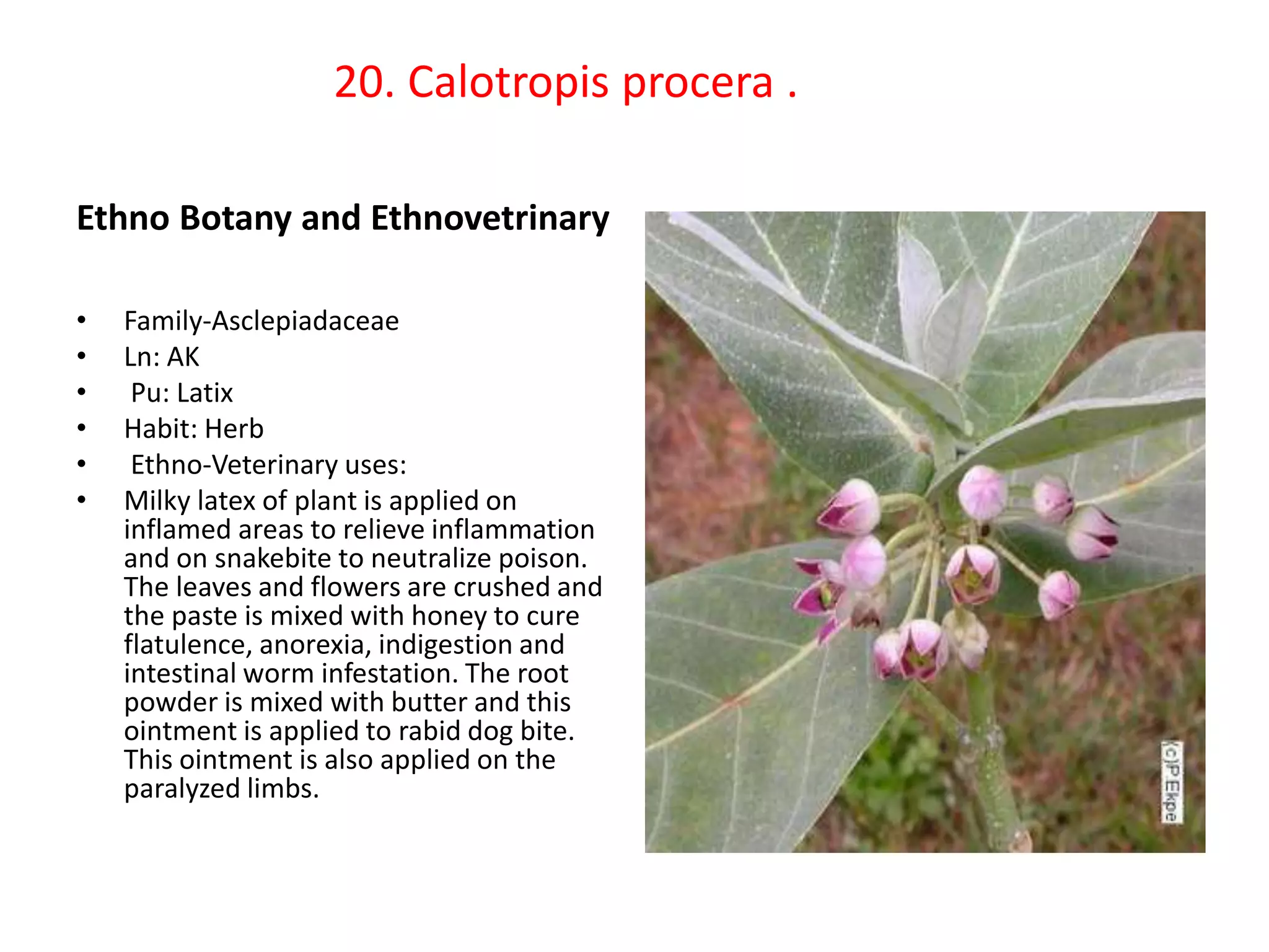 Ethno veternary medicinal plants A Lecture By Mr Allah Dad Khan | PPTX