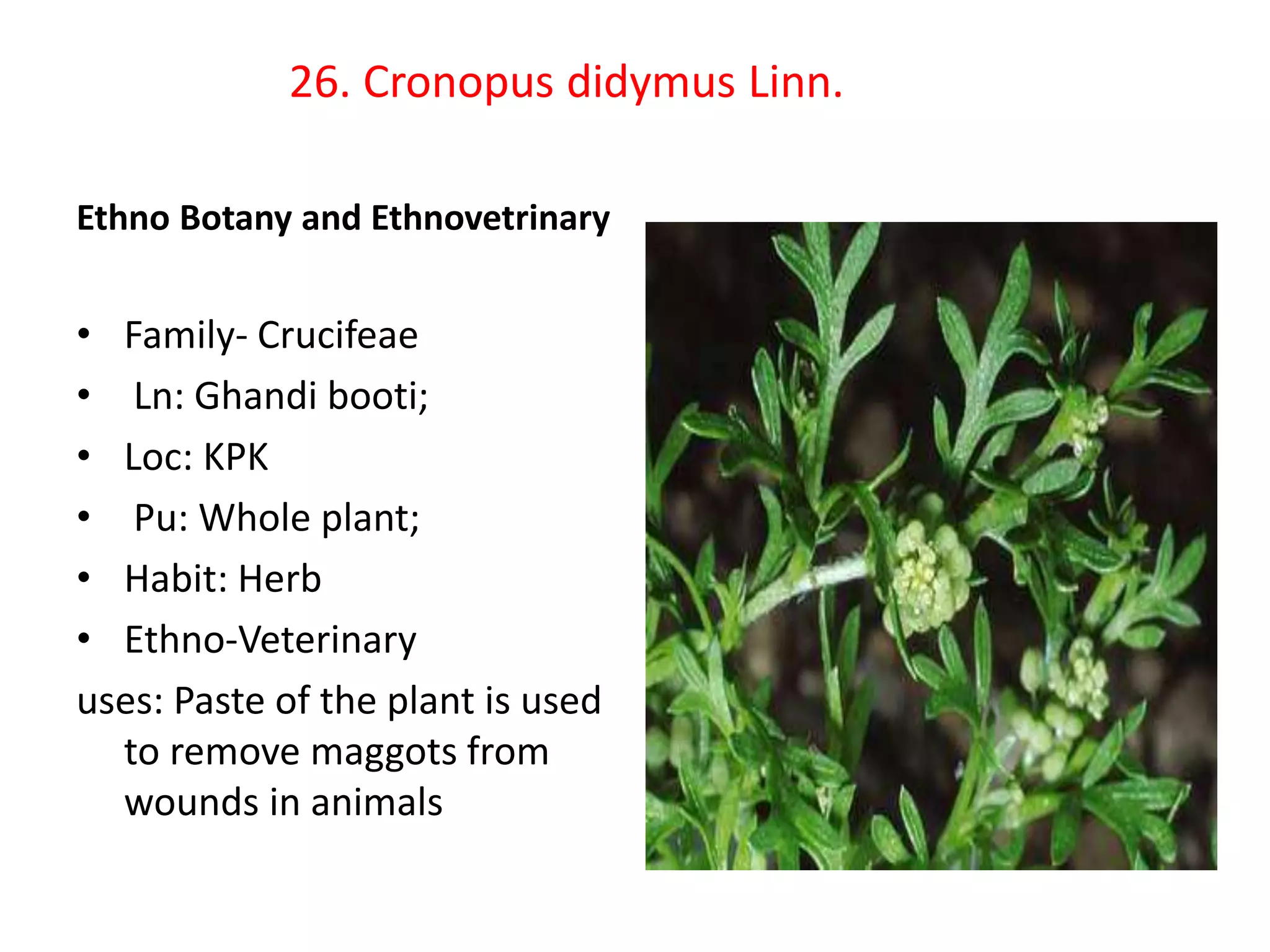 Ethno veternary medicinal plants A Lecture By Mr Allah Dad Khan | PPTX