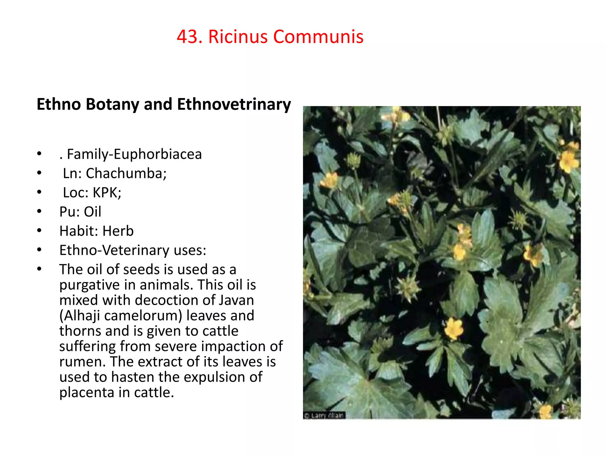 Ethno veternary medicinal plants A Lecture By Mr Allah Dad Khan | PPTX