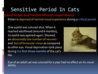 Ethology: Development of Animal Behavior | PPTX