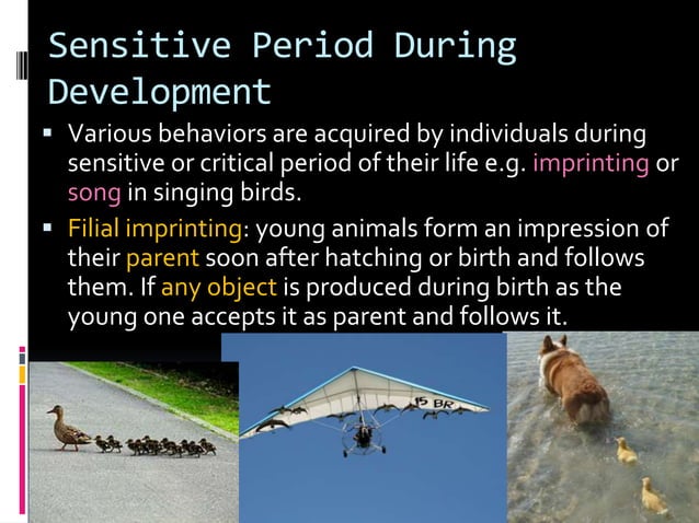 Ethology: Development of Animal Behavior | PPTX