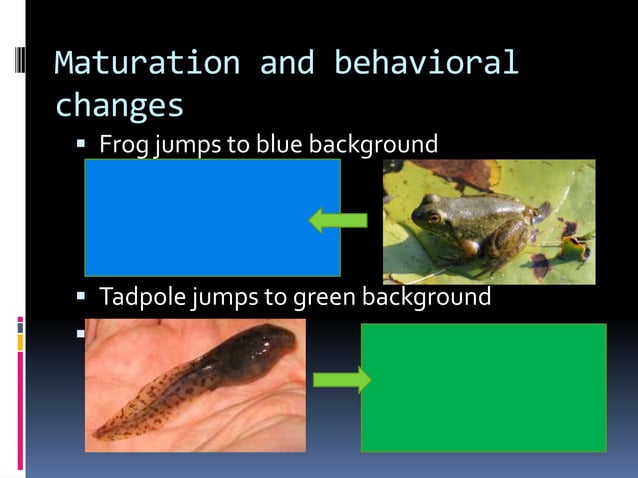 Ethology: Development of Animal Behavior | PPTX