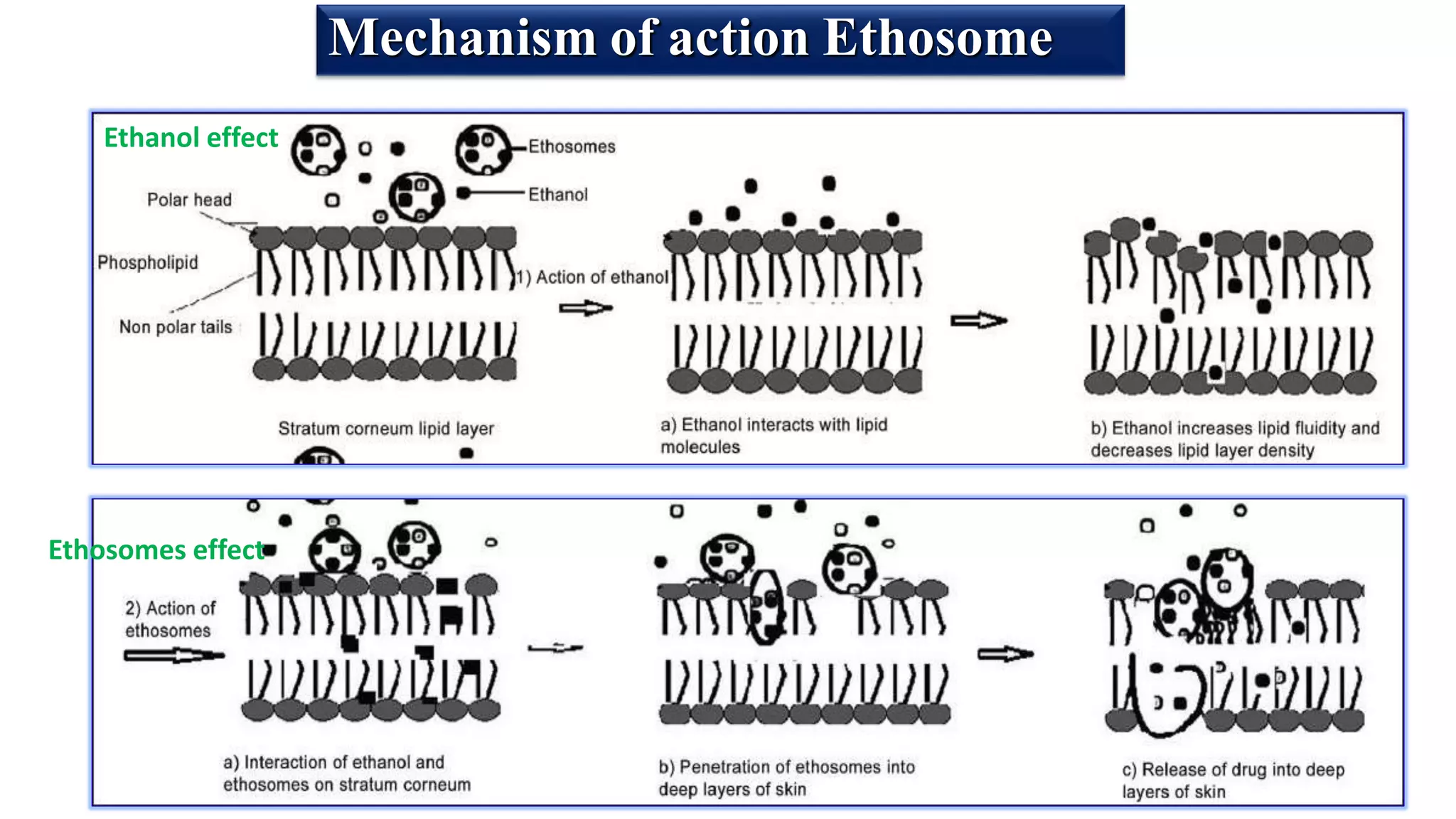 Ethosomes | PPTX