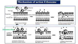 Ethosomes | PPTX