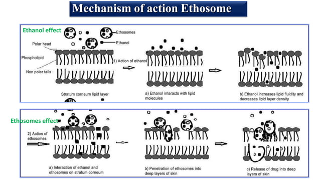 Ethosomes | PPTX | Chemistry | Science