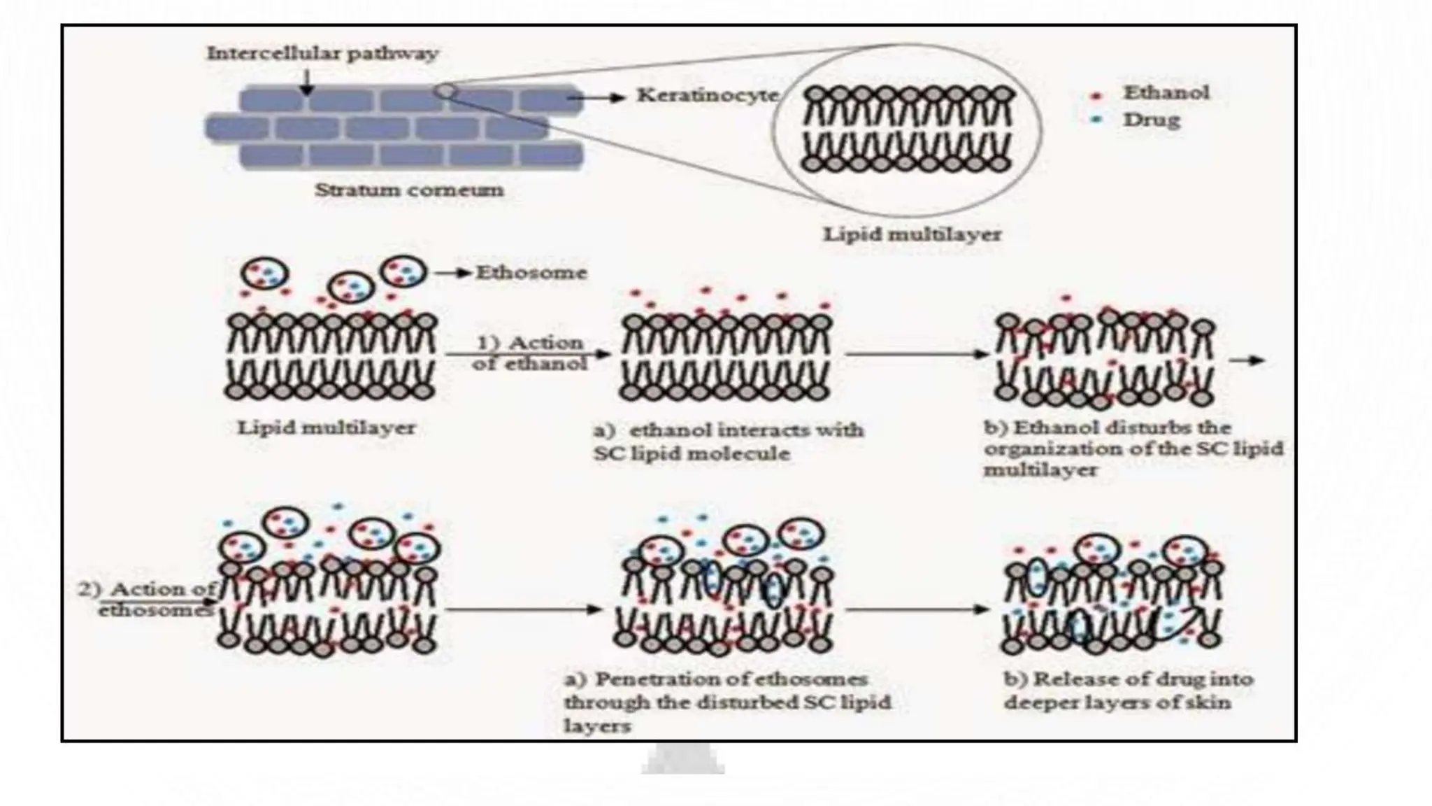 ethosomes final.pptxEthosomes are phospholipid nanovesicles used for ...