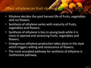 Ethylene And Fruit Ripening