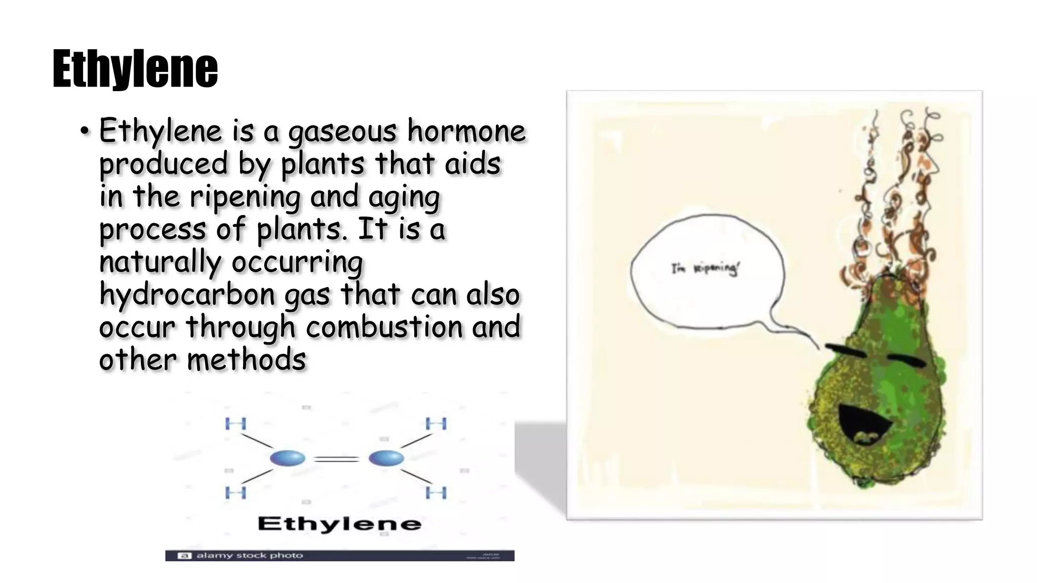 Ethylene effect on fruits and vegetables - By Maha Hussien | PPTX
