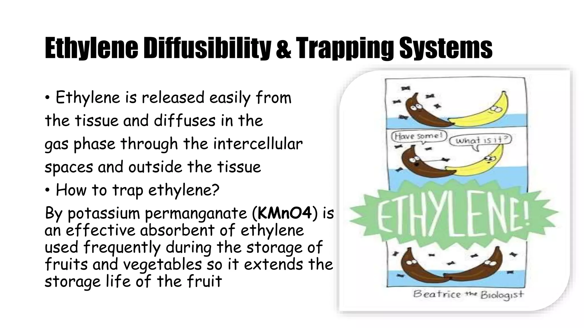 Ethylene effect on fruits and vegetables - By Maha Hussien | PPTX