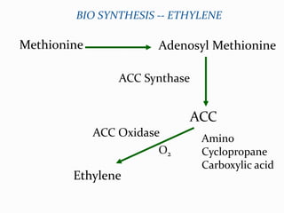 Ethylene.pptx