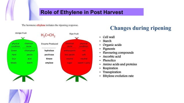 Ethylene biosynthesis and its regulation.pptx
