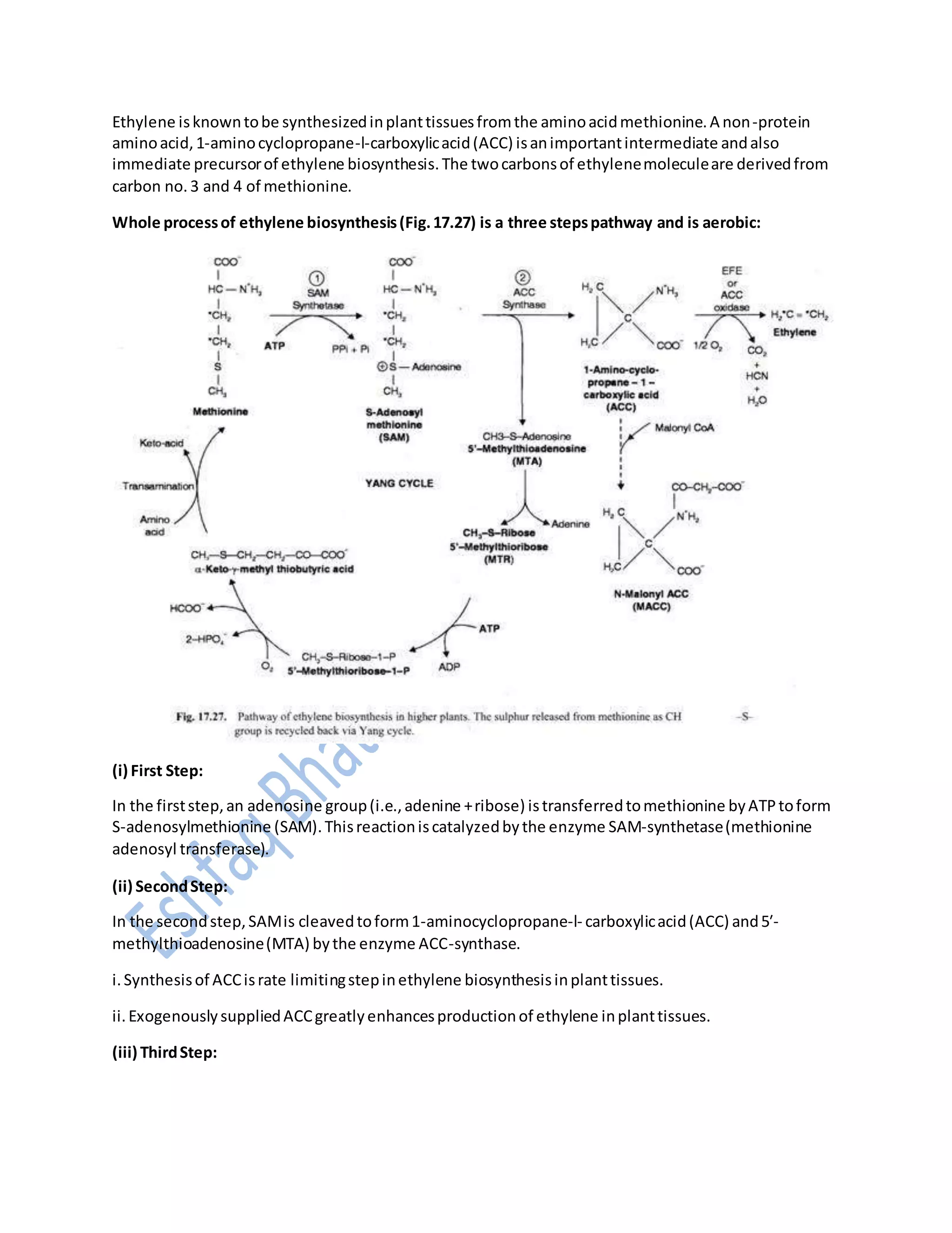 Ethylene biosynthesis in plants by eshfaq bhatt | DOCX