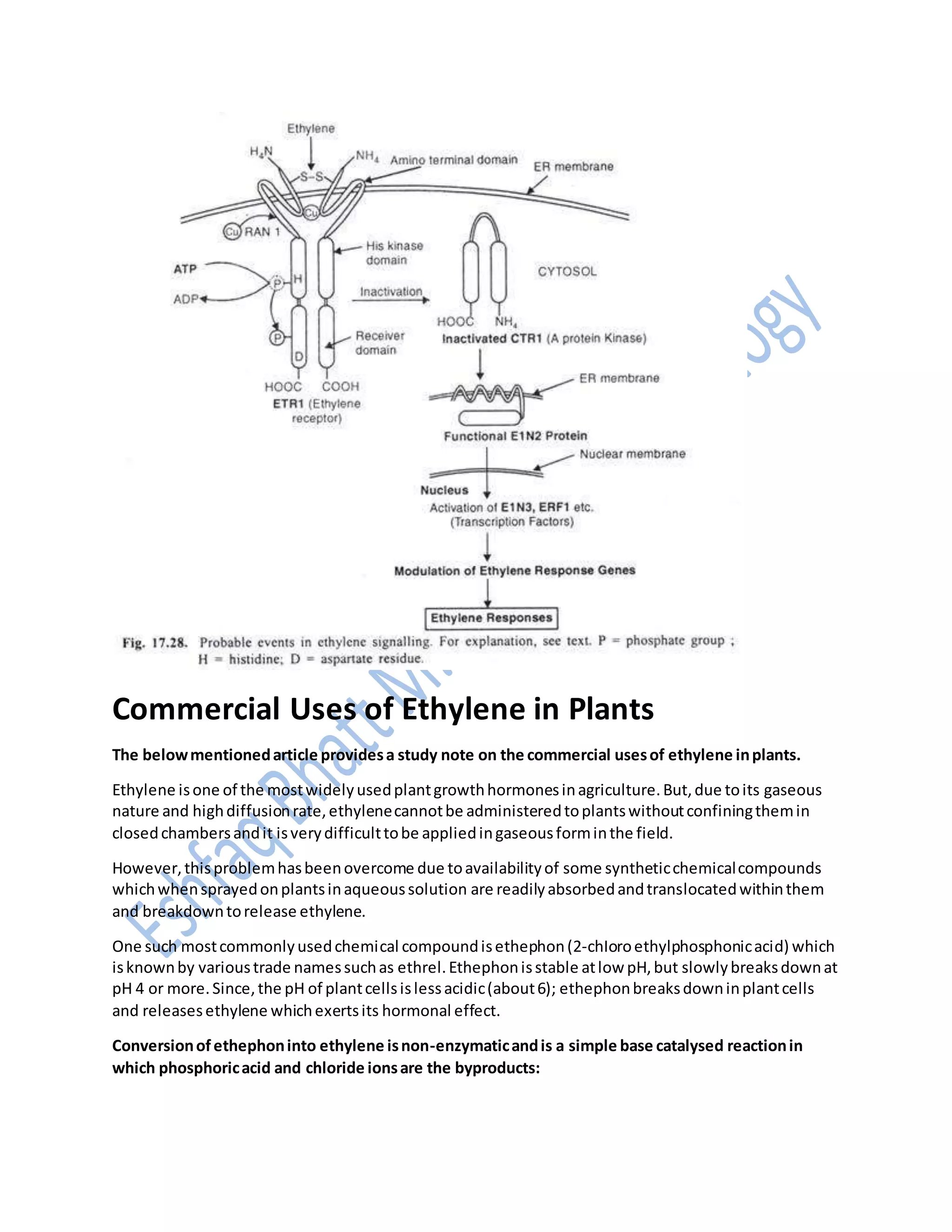 Ethylene biosynthesis in plants by eshfaq bhatt | DOCX