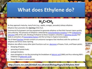 Ethylene filters how do they work | PDF | Agriculture | Industries