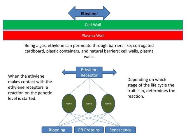 Ethylene filters how do they work | PDF | Agriculture | Industries