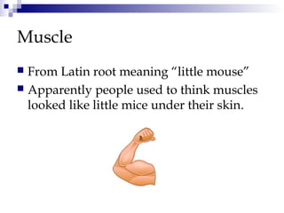 Etimology | PPT