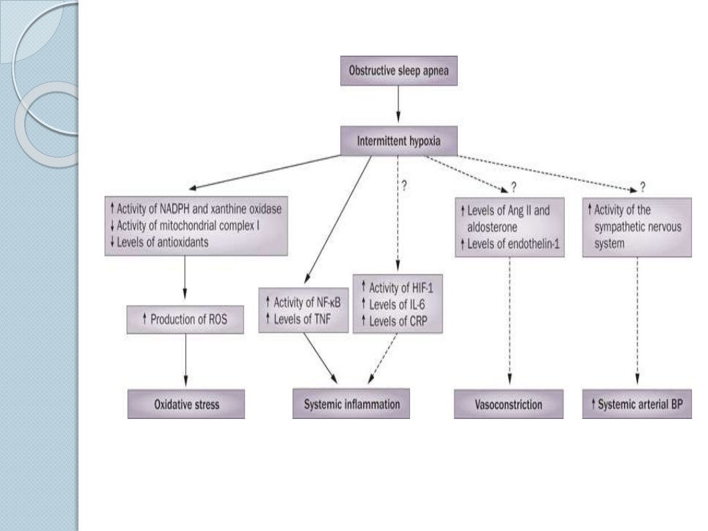 Etiology Of Obstructive Sleep Apnea