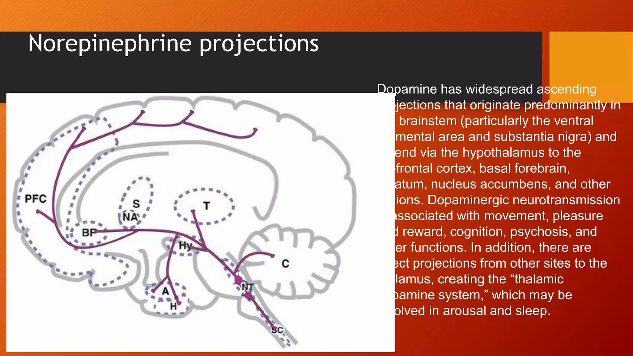 Etiology and neurobiology of bpad | PPTX