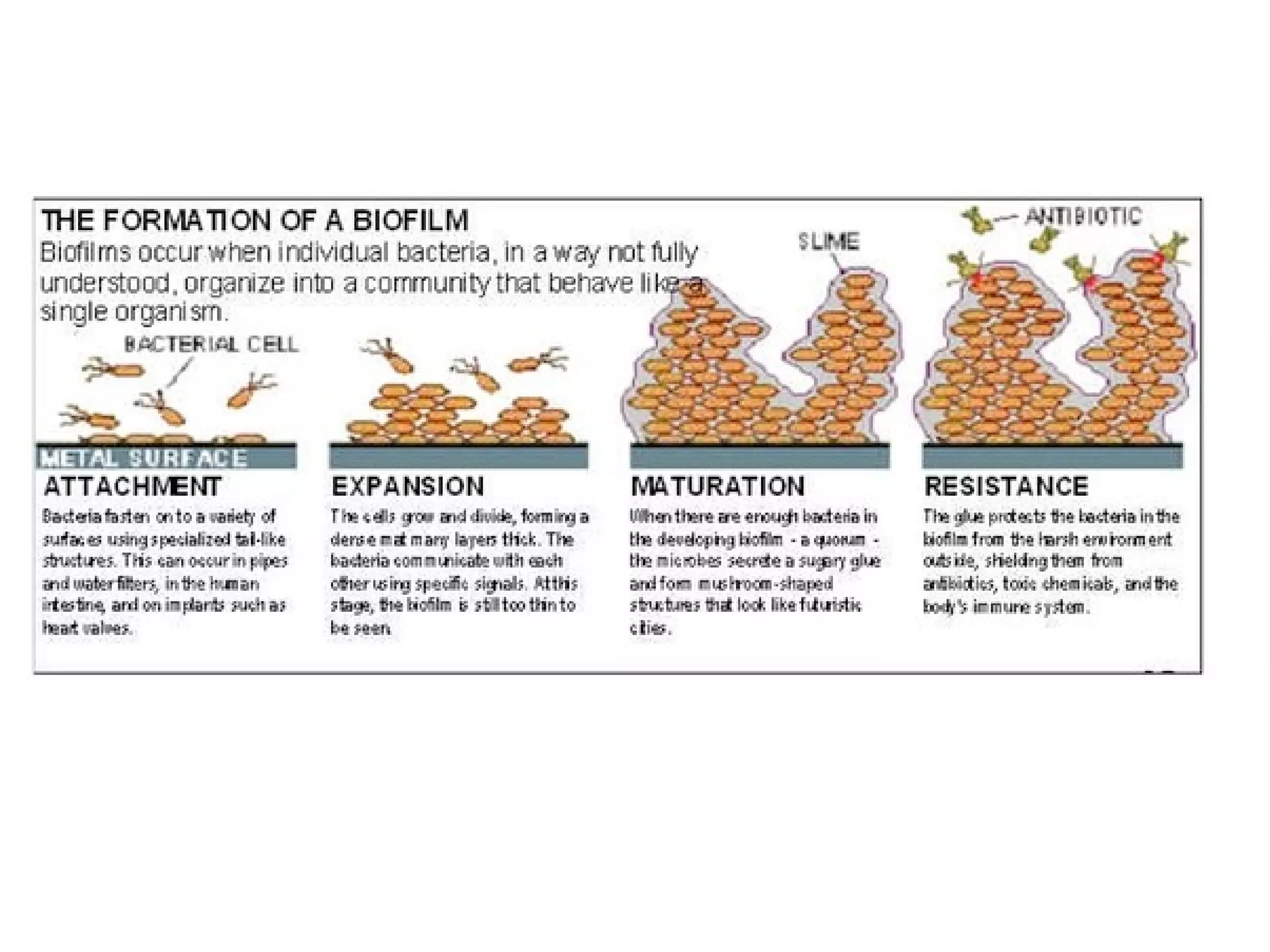 Etiology and pathogenesis | PPT