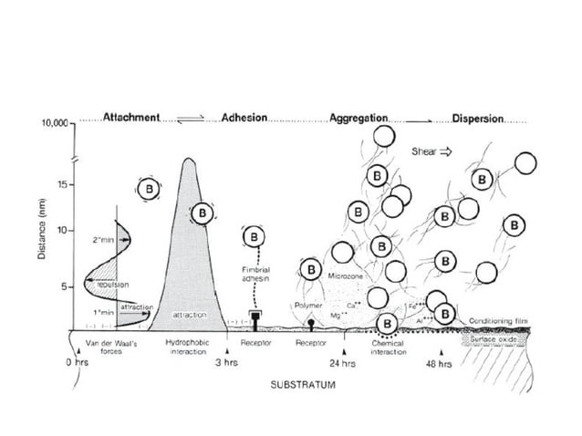 Etiology and pathogenesis | PPT