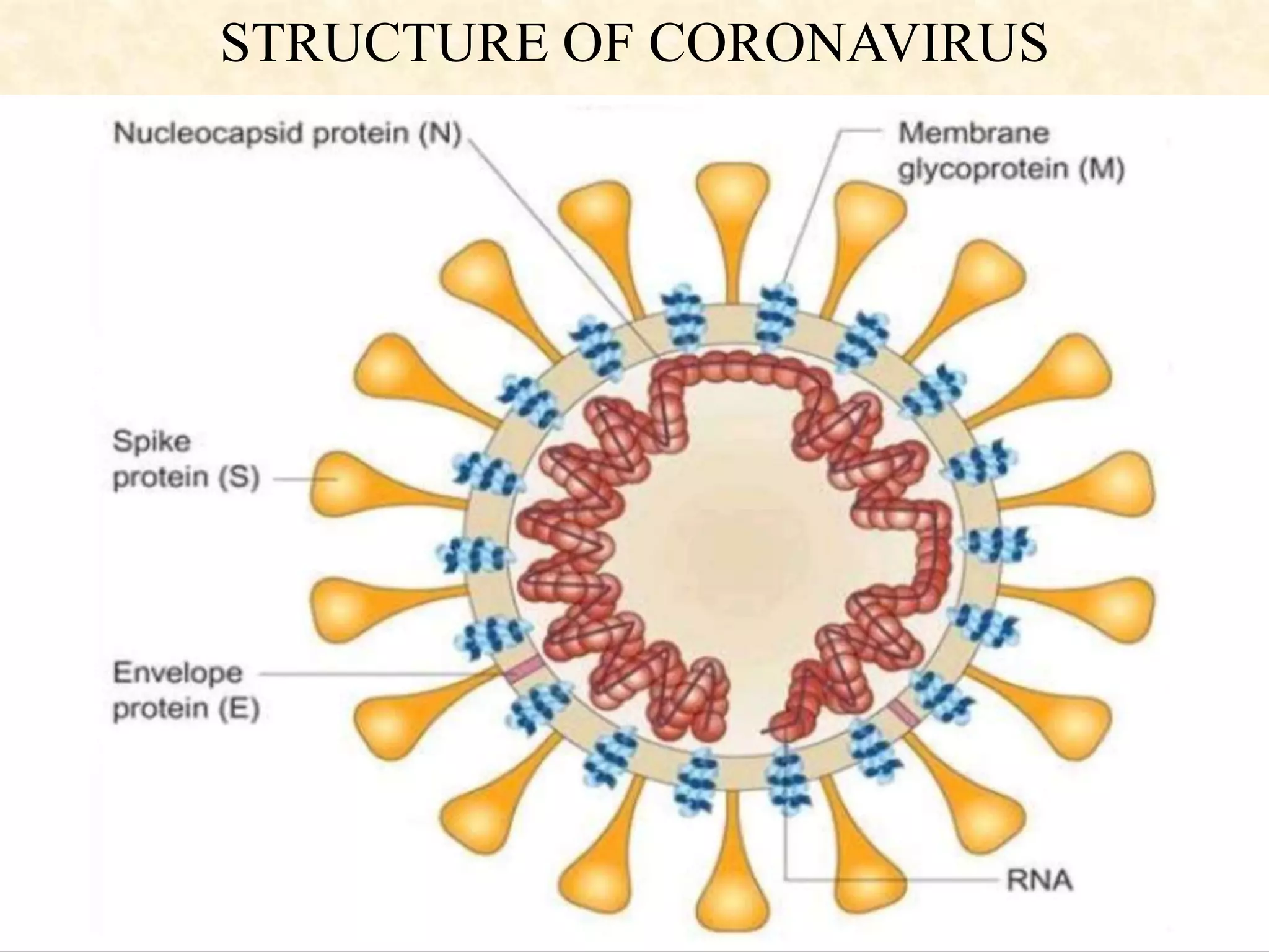 Etiology and pathogenesis of covid 19 | PPTX