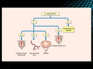 Benign Prostatic Hyperplasia Pathophysiology Diagram