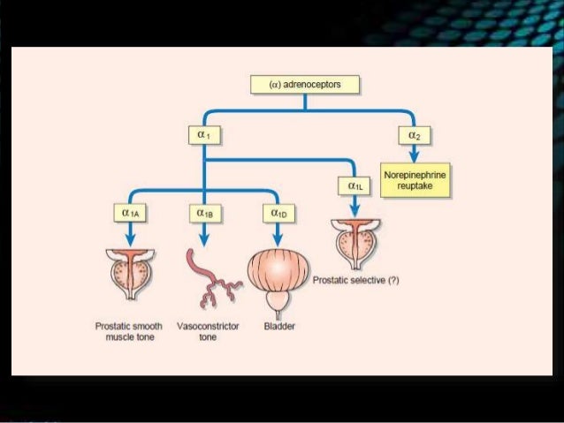 Benign Prostatic Hyperplasia Pathophysiology Diagram