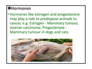 Etiology of neoplasm veterinary science (pathology) | PPTX