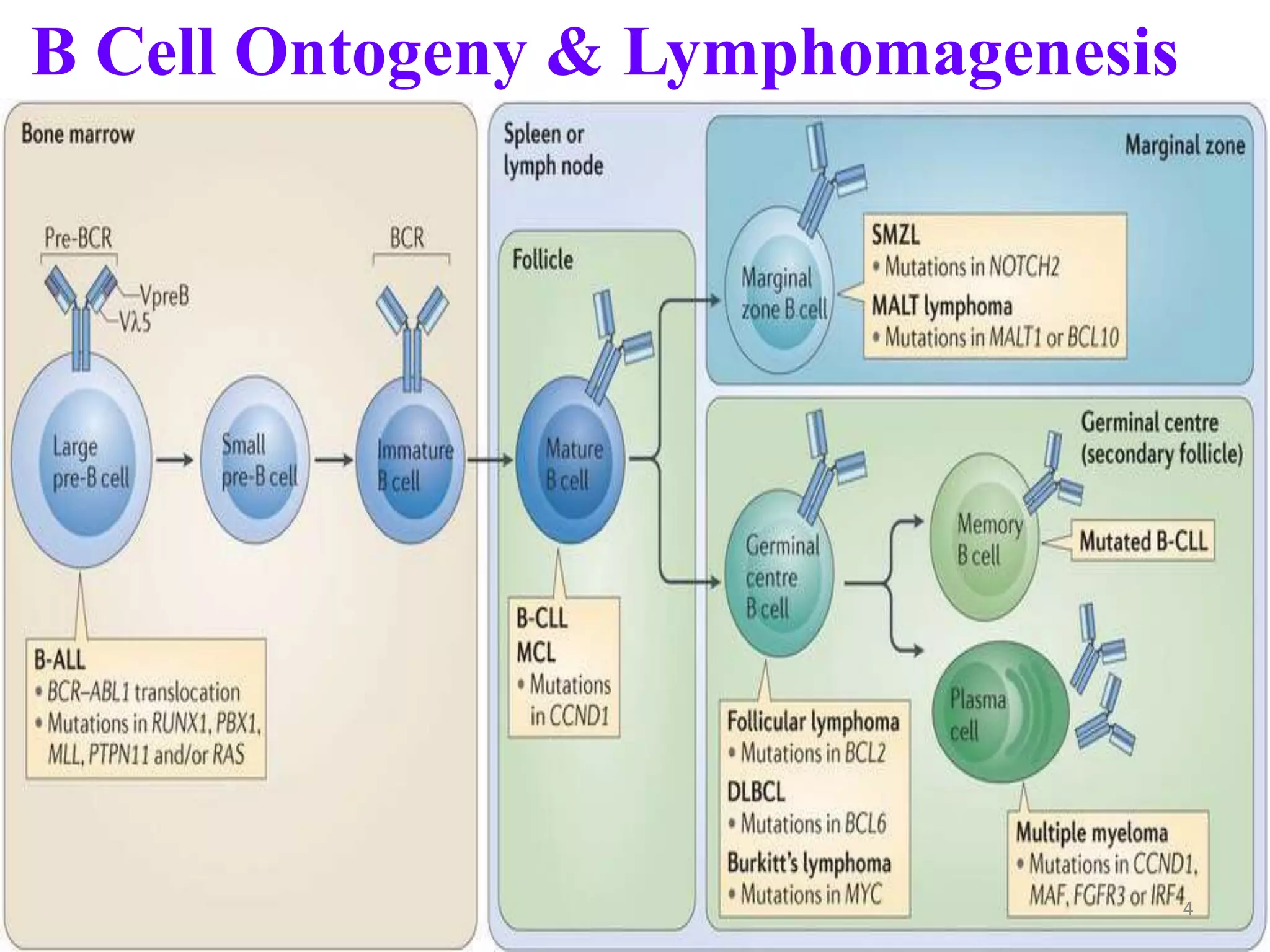 Etiology & Molecular Genetics of MALT Lymphoma | PPTX