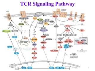 Etiology & Molecular Genetics of MALT Lymphoma | PPTX