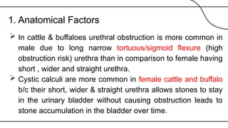 Etiology of UROLITHIASIS in cattle $ buffalo by bhartendu gupta.pptx