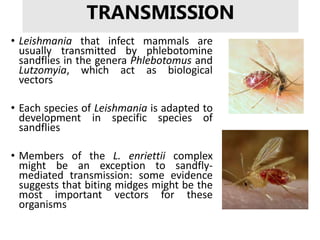 Etiology, Transmission, Life Cycle And Pathology of Different Clinical ...