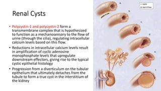 Etiopathogenesis of Renal Tumors.pptx