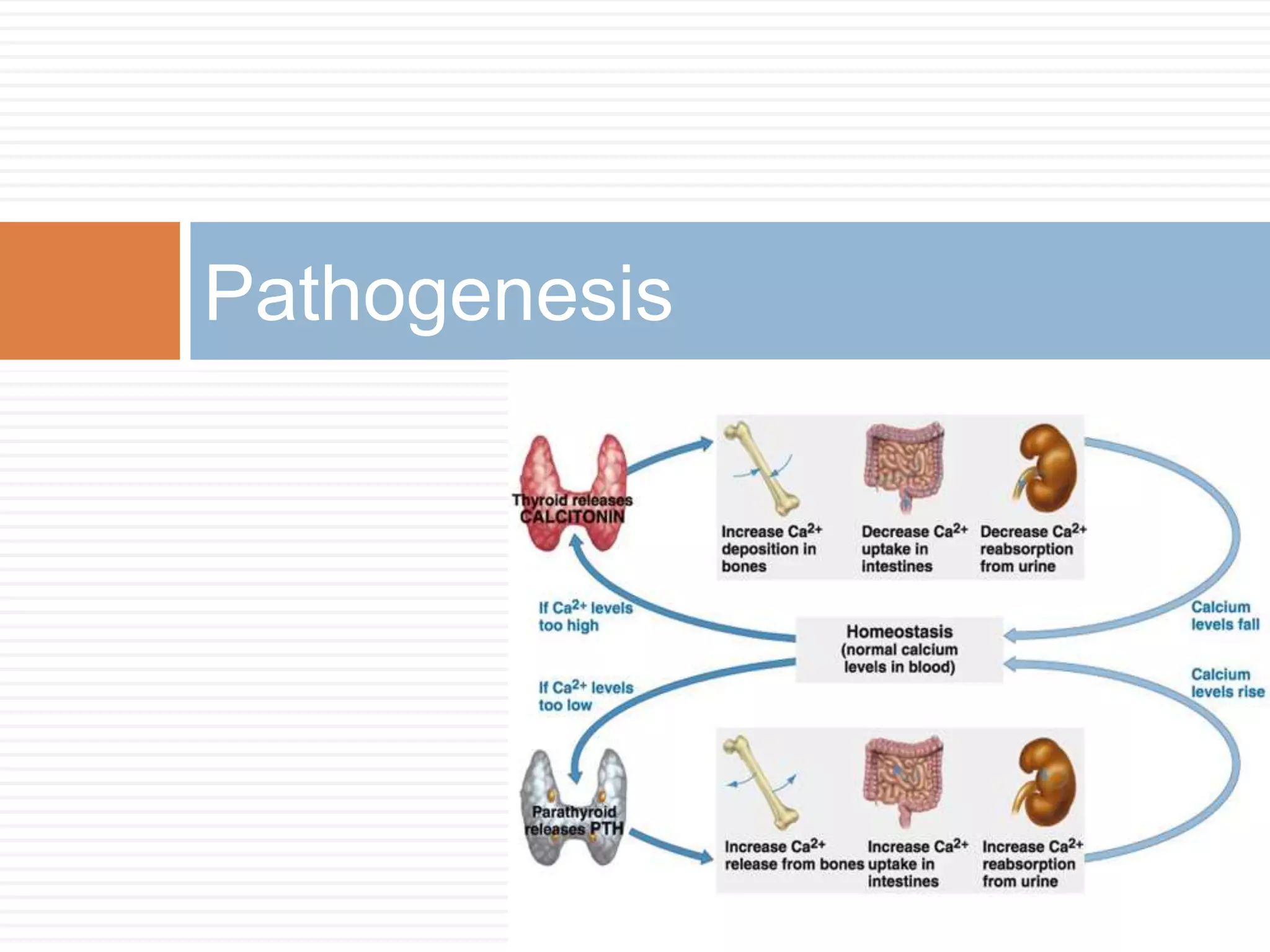Etiopathogenesis, therapy, prevention and control of milk fever in ...
